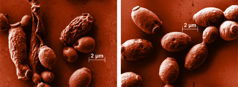 Microbial Conversion | Genomic Science Program