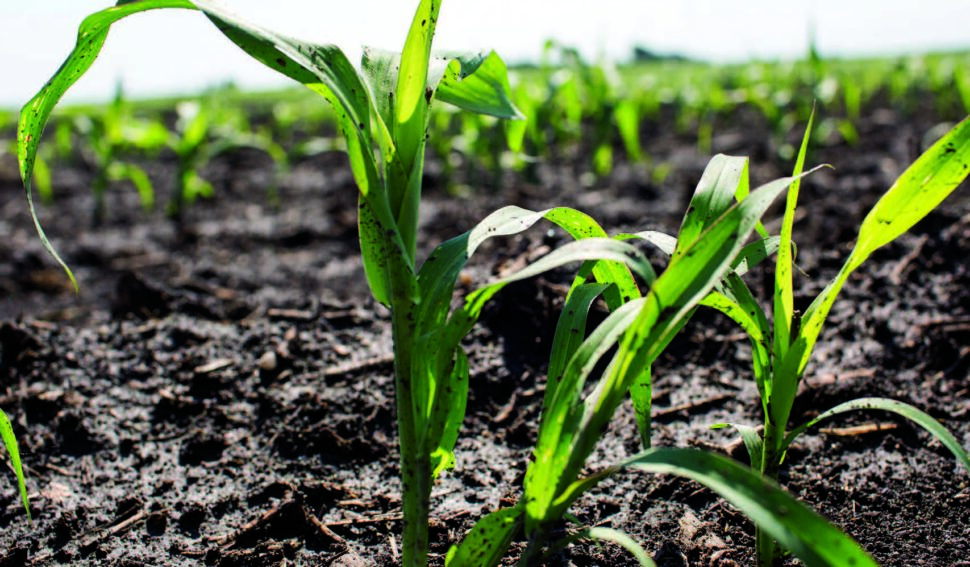 Plant Genomics | Genomic Science Program