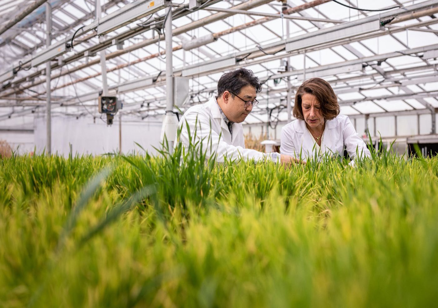 GLBRC: Great Lakes Bioenergy Research Center | Genomic Science Program