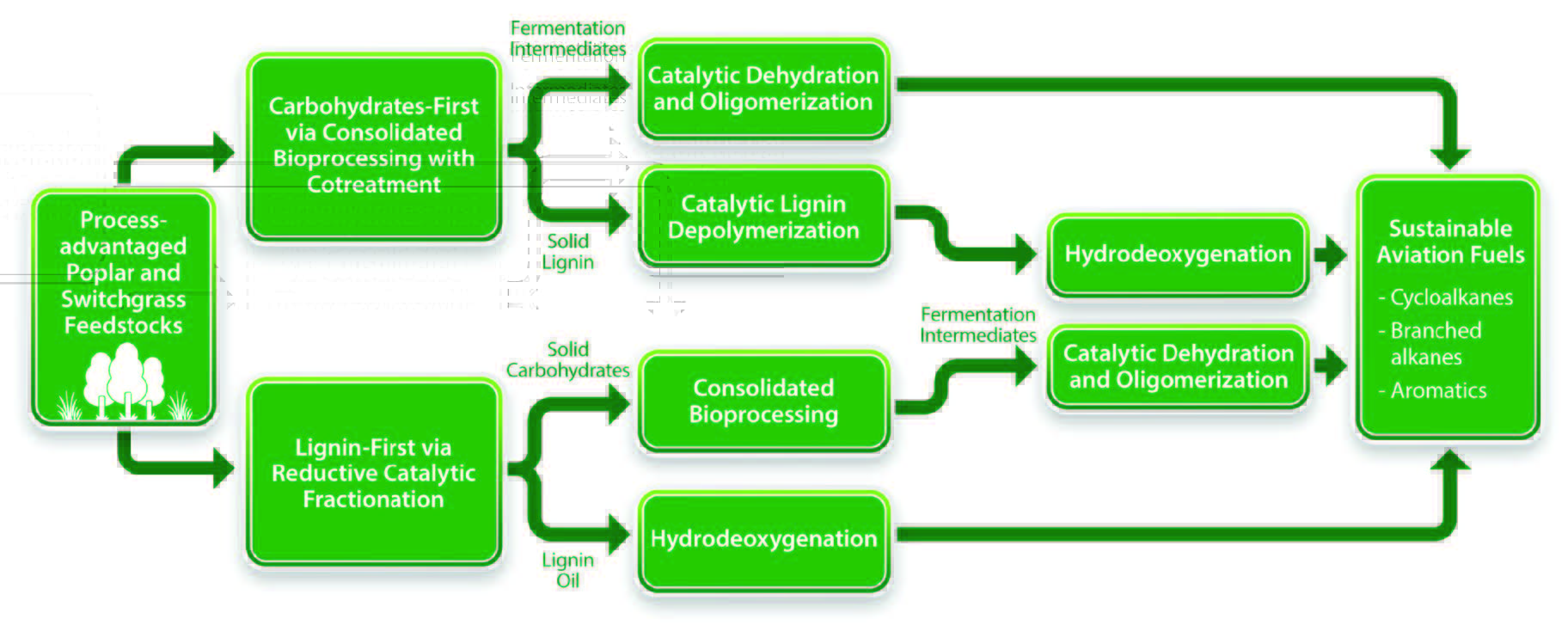 CBI: Center for Bioenergy Innovation | Genomic Science Program