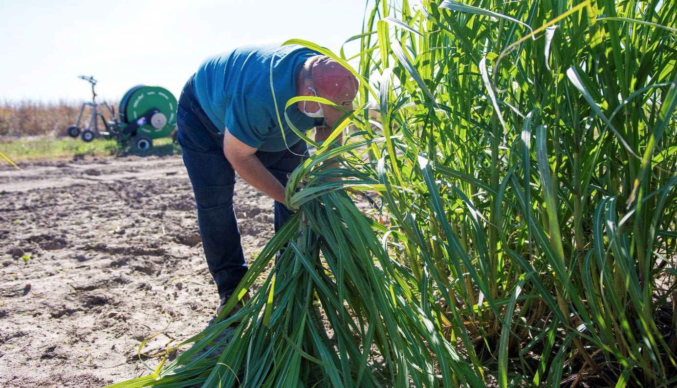 CABBI: Center for Advanced Bioenergy and Bioproducts Innovation ...