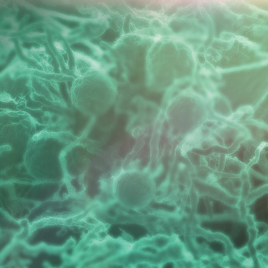 Systems Biology for Energy and the Environment | Genomic Science Program